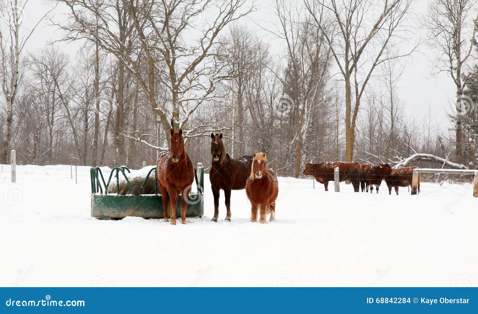 Farm Animals stock photo. Image of mane, pony, shetland - 68842284