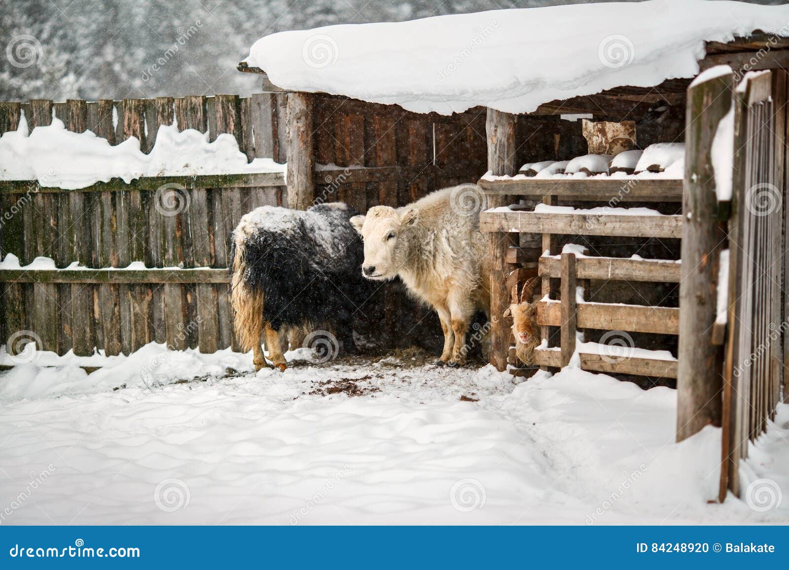 Farm Animals in Winter during Snowfall. Stock Photo - Image of animal ...