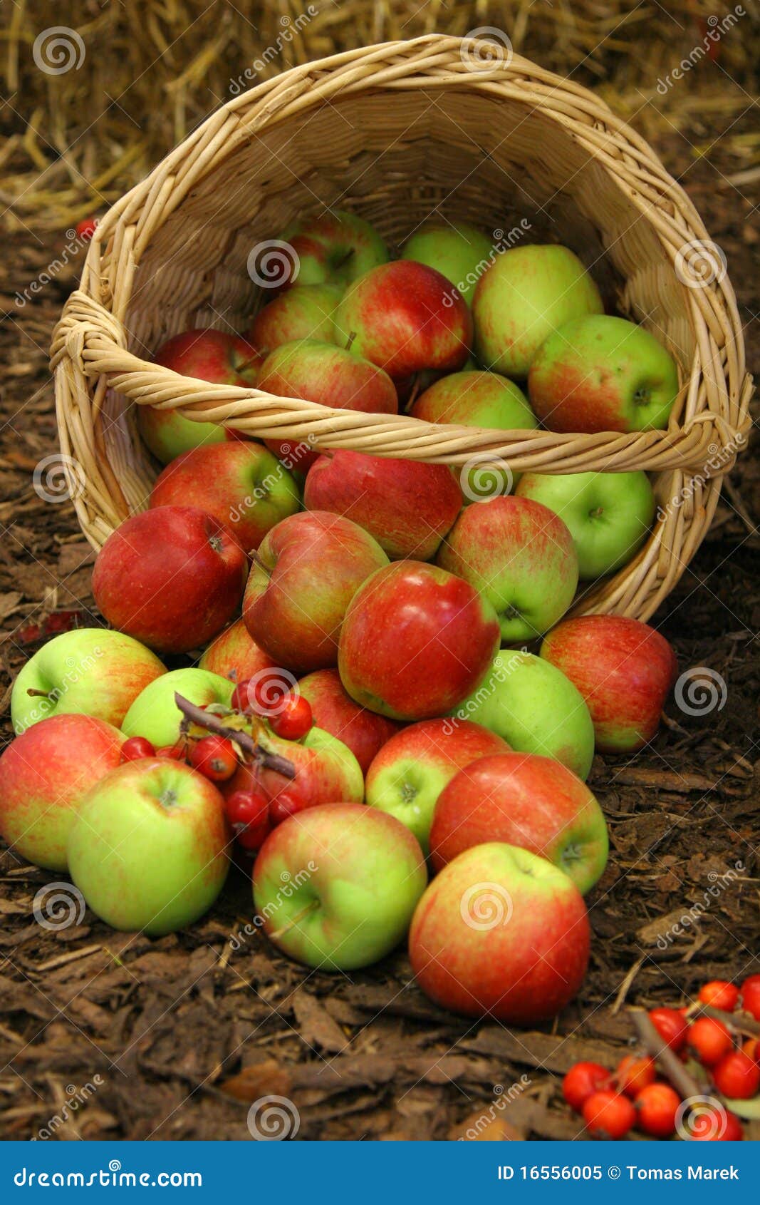 Farm apples stock image. Image of agriculture, leaf, green - 16556005