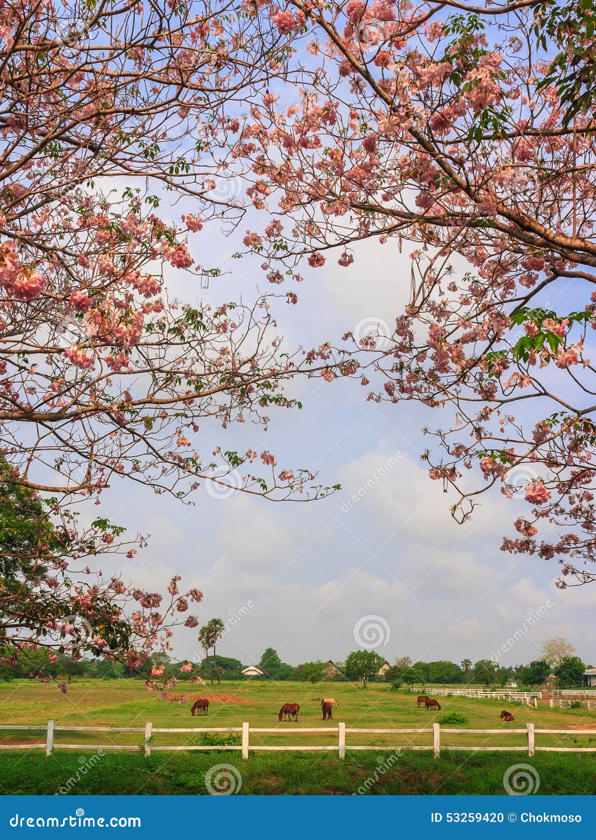 Farm stock photo. Image of farm, meadow, beef, grazing - 53259420