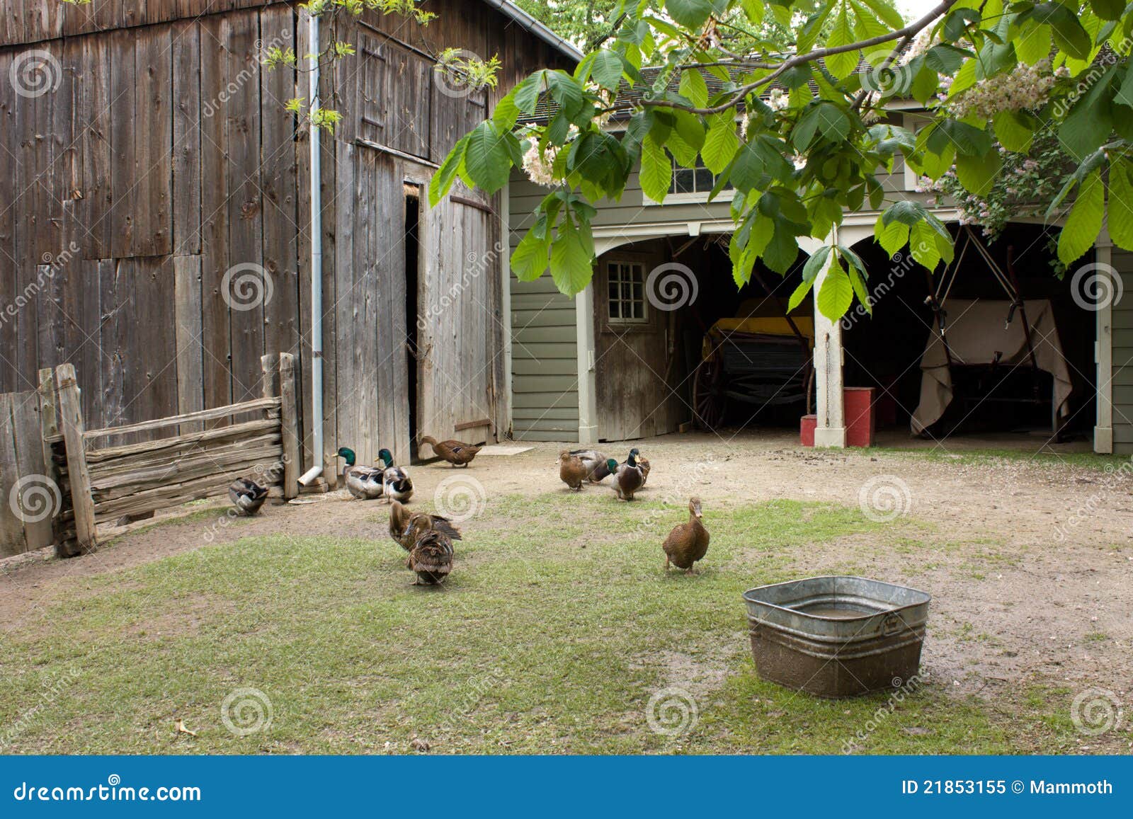 Farm backyard with fowl stock image. Image of outdoors - 21853155