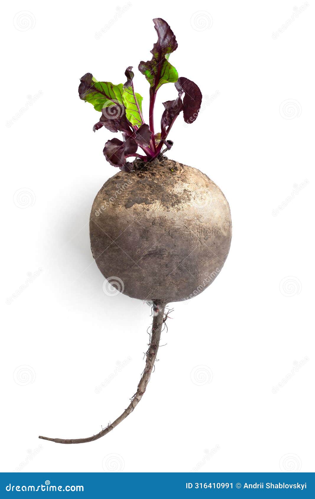 Farm Beet with Leaf on White Background, Fresh Beet Closeup Stock Image ...