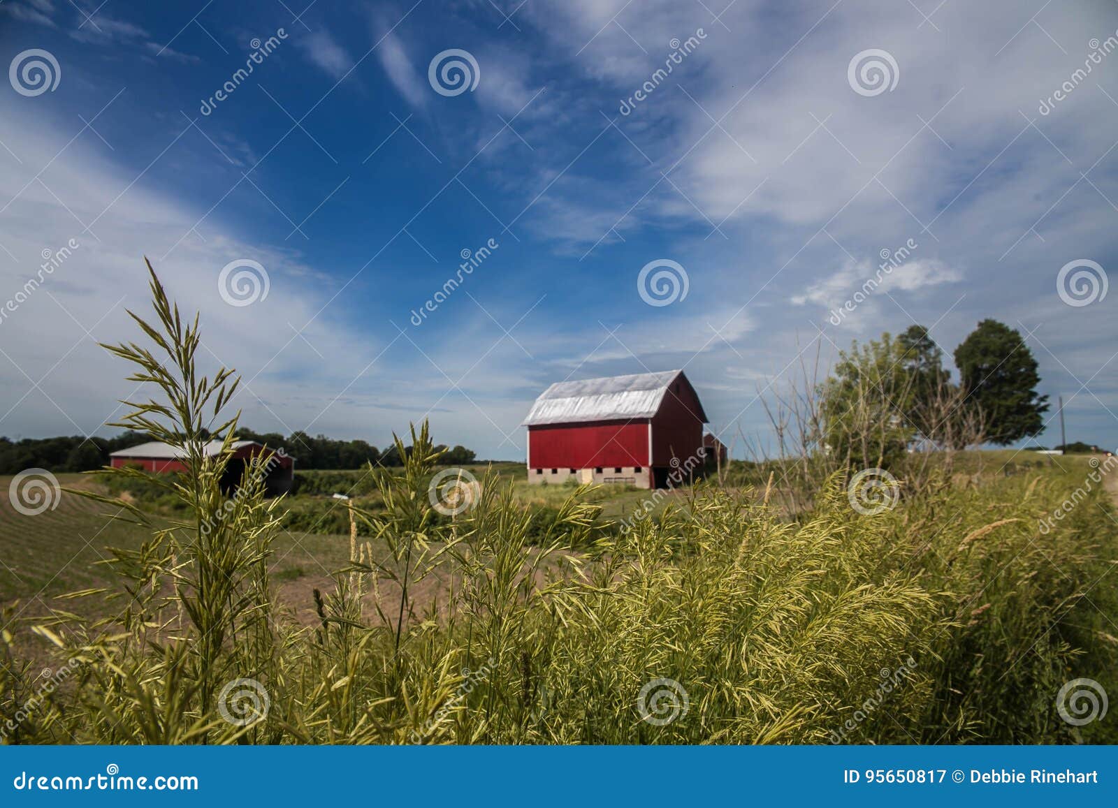 Farm with blue sky stock image. Image of farm, bluesky - 95650817