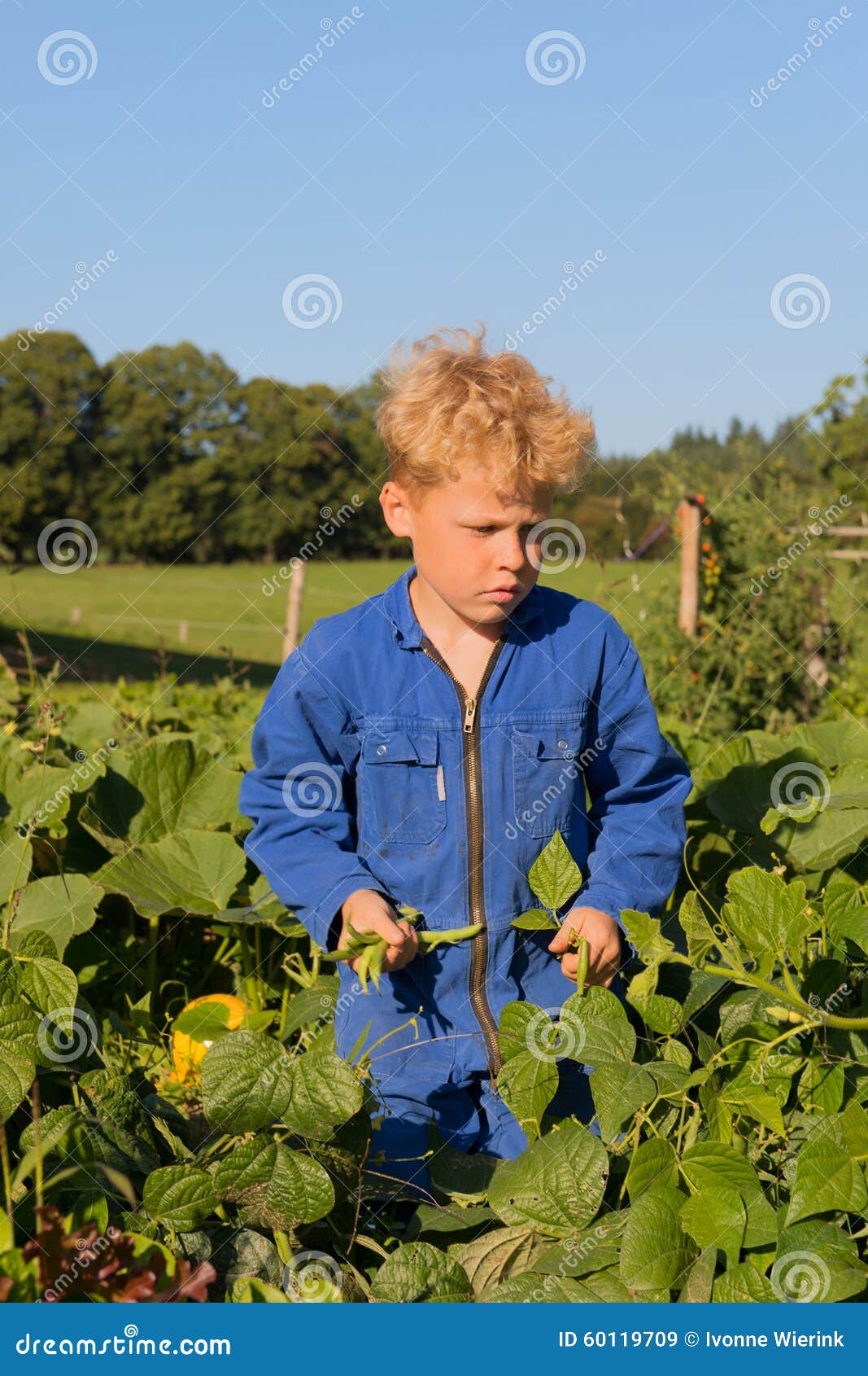 Farm Boy Harvesting in Vegetable Garden Stock Image - Image of ...