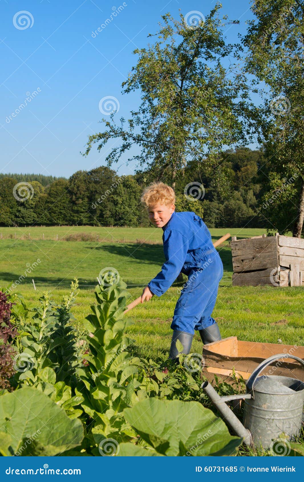 Farm Boy Weeding Vegetable Garden Stock Image - Image of agricultural ...