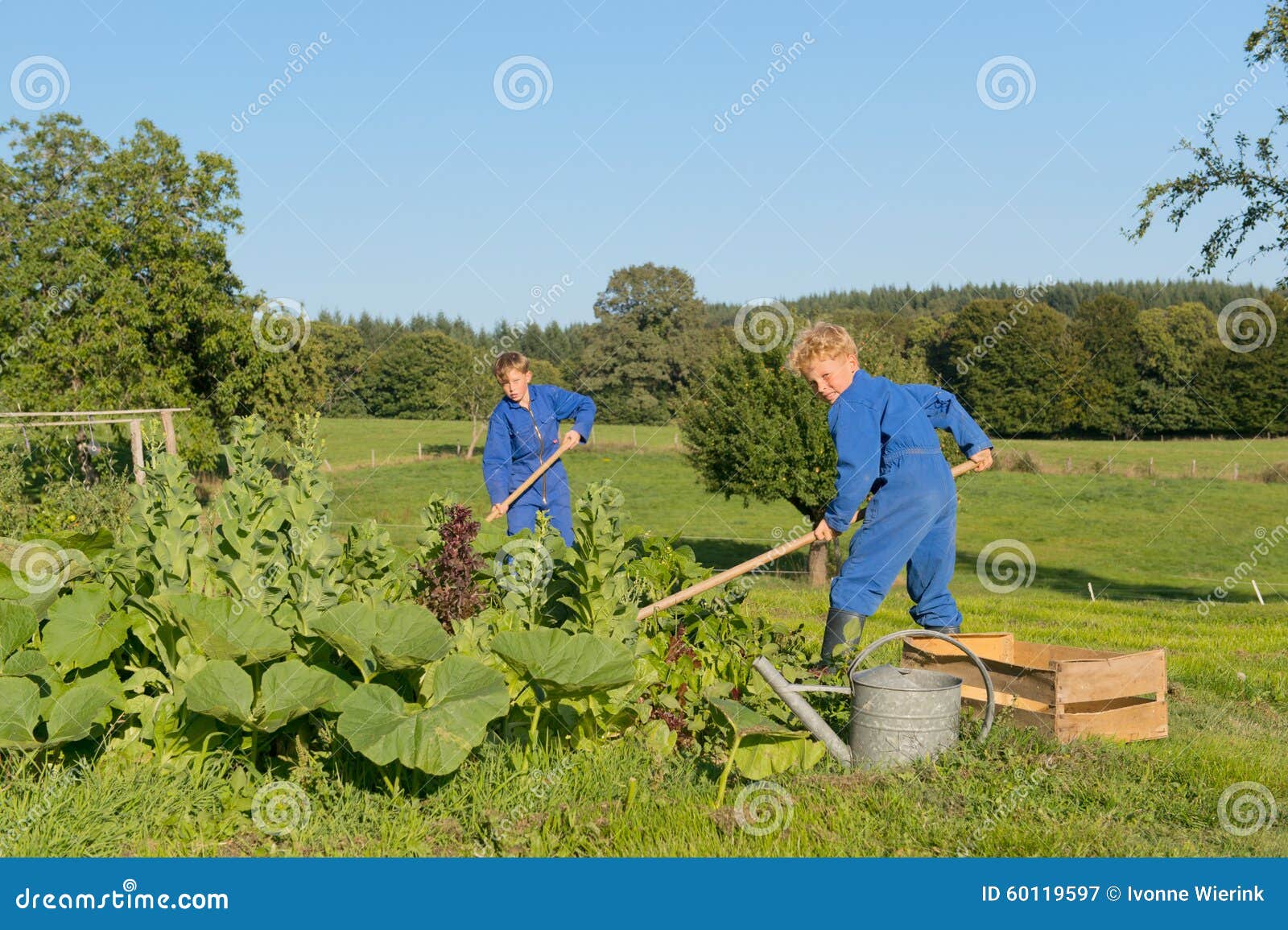 Farm Boys Helping in Vegetable Garden Stock Image - Image of hind, food ...