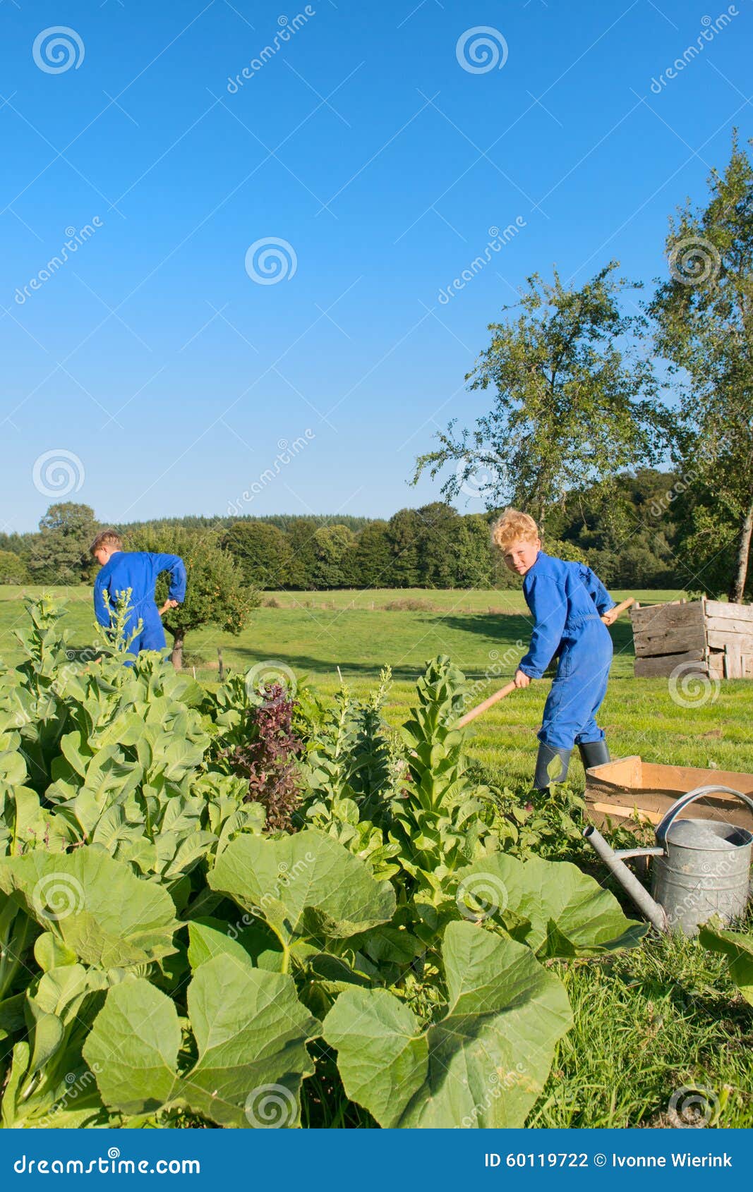 Farm Boys Helping in Vegetable Garden Stock Photo - Image of pastures ...