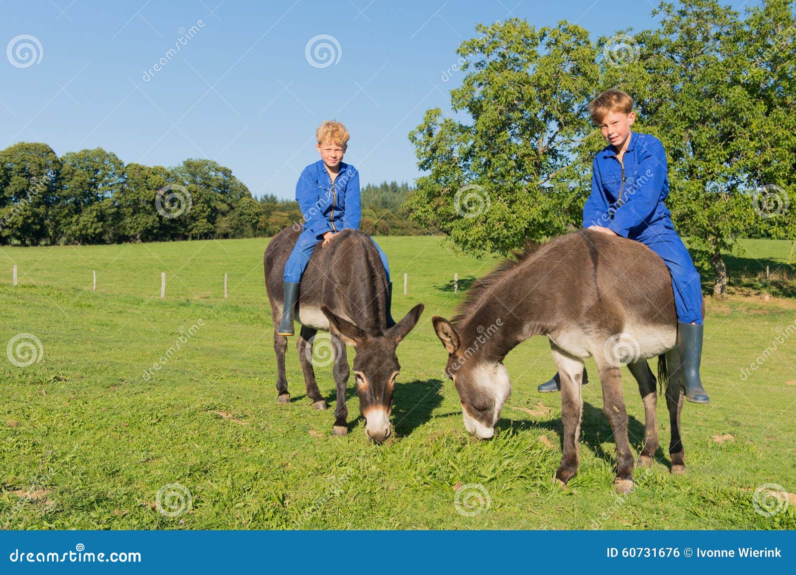 Farm Boys with Their Donkeys Stock Photo - Image of sitting, nature ...