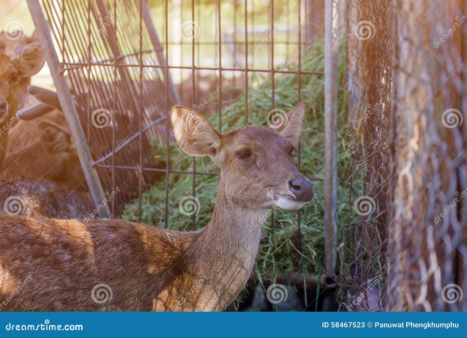 On the Farm for the Breeding of Deer. Stock Image - Image of cattle ...