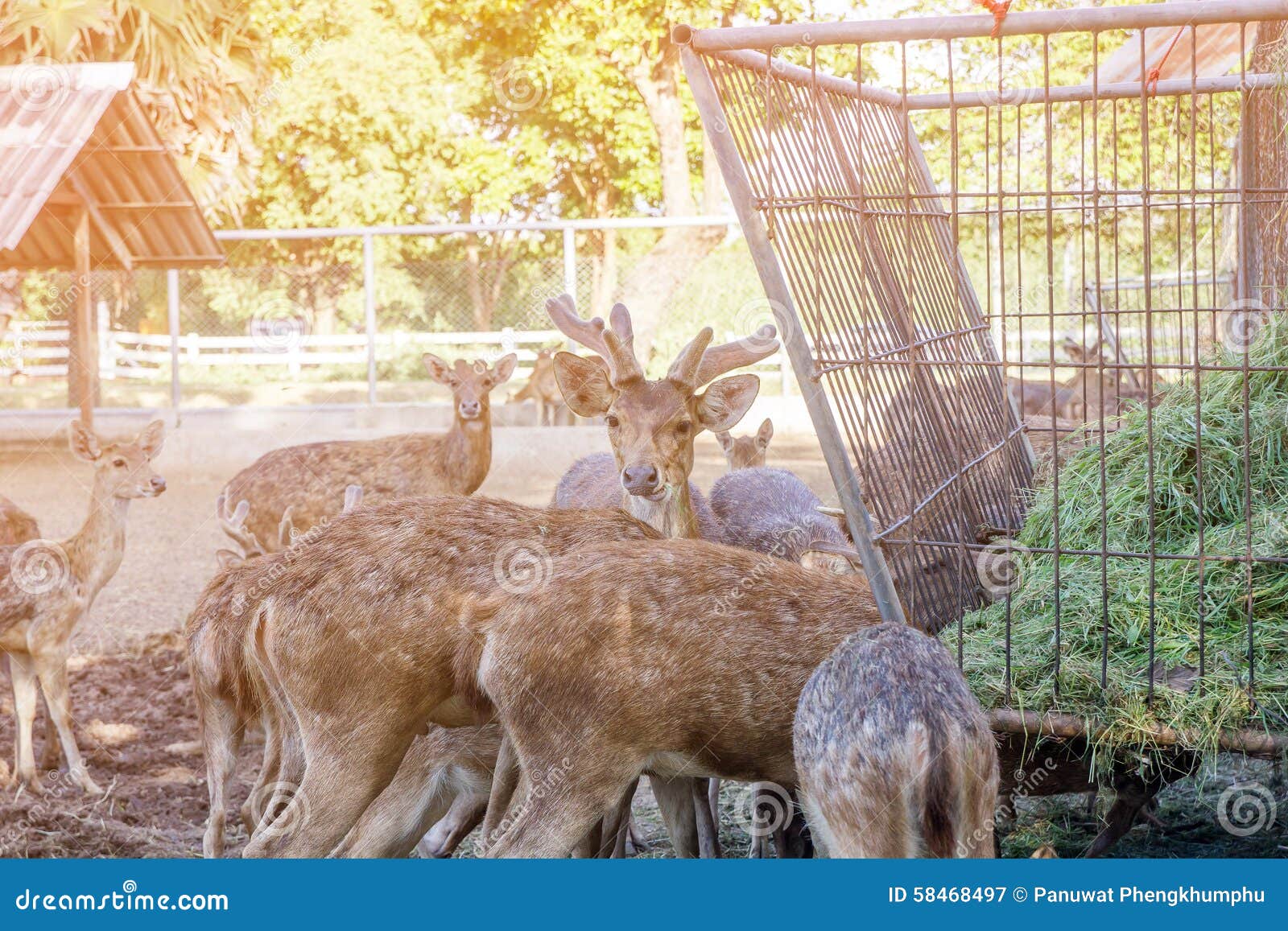 On the Farm for the Breeding of Deer. Stock Image - Image of graceful ...