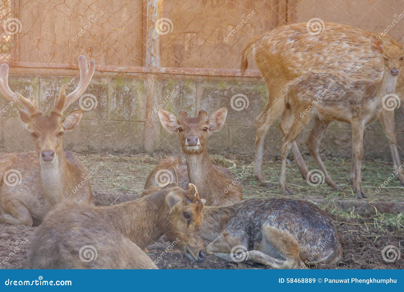 On the Farm for the Breeding of Deer. Stock Image - Image of farming ...