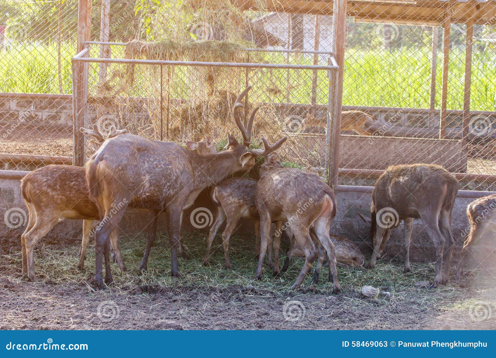 On the Farm for the Breeding of Deer. Stock Image - Image of ...