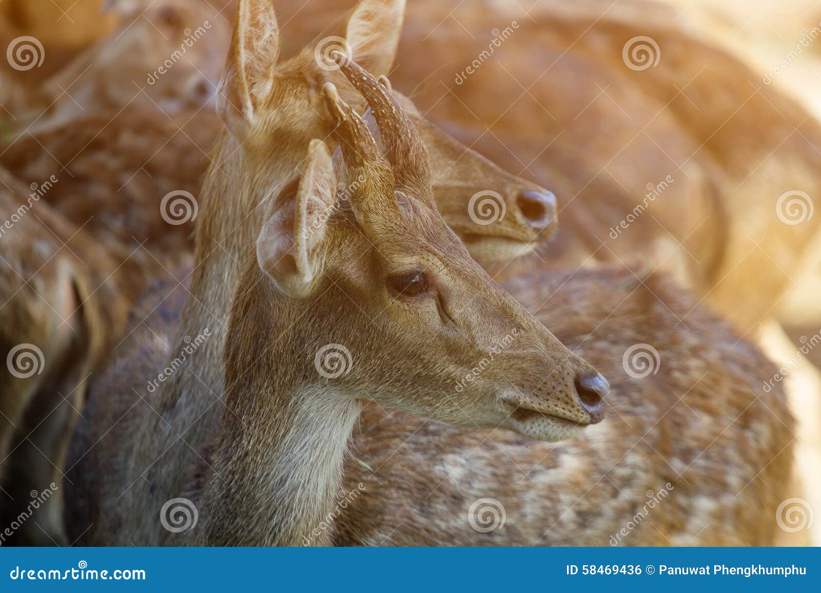 On the Farm for the Breeding of Deer. Stock Photo - Image of female ...