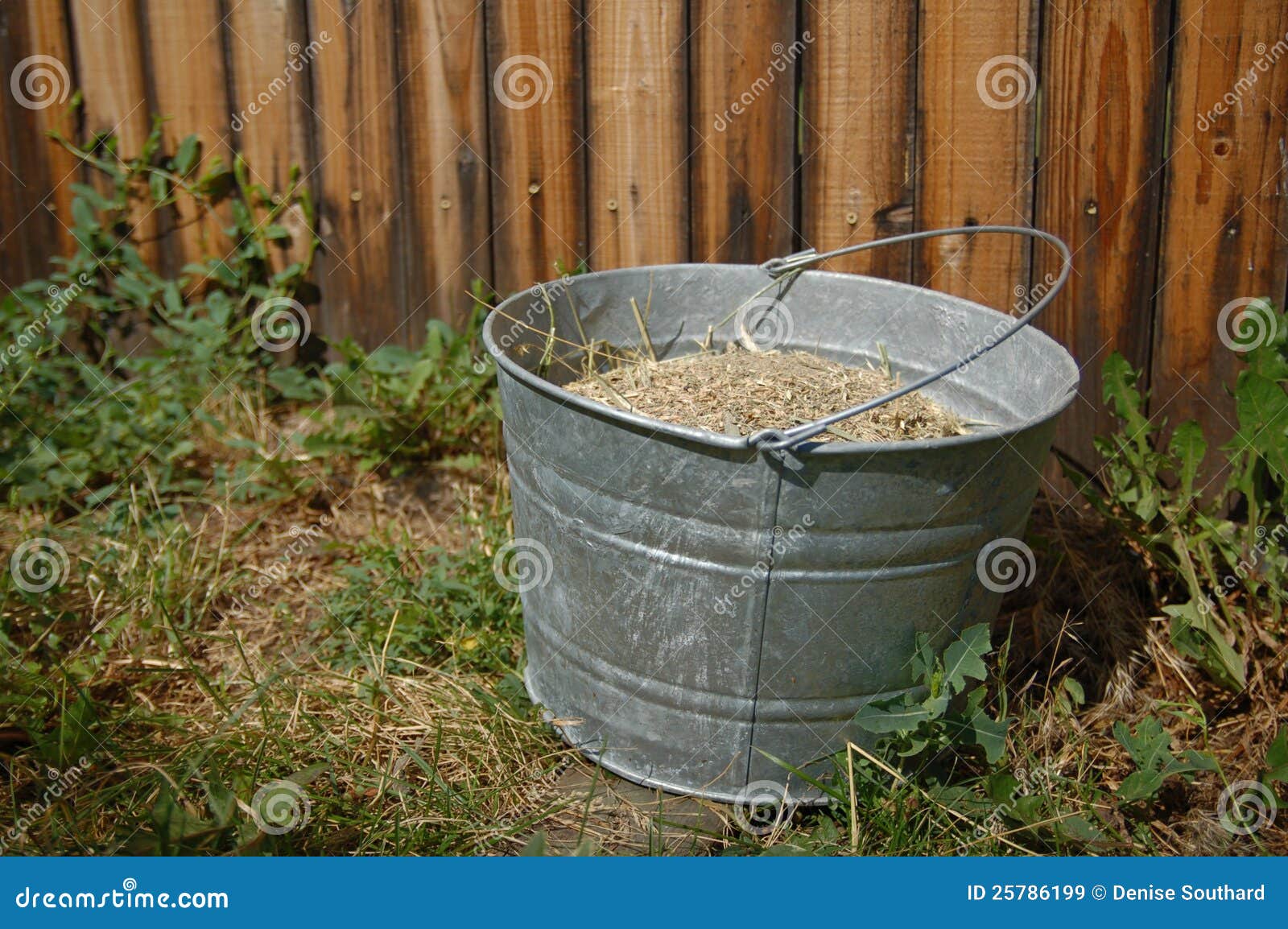 Farm Bucket Filled with Grain Stock Image - Image of background, farm ...