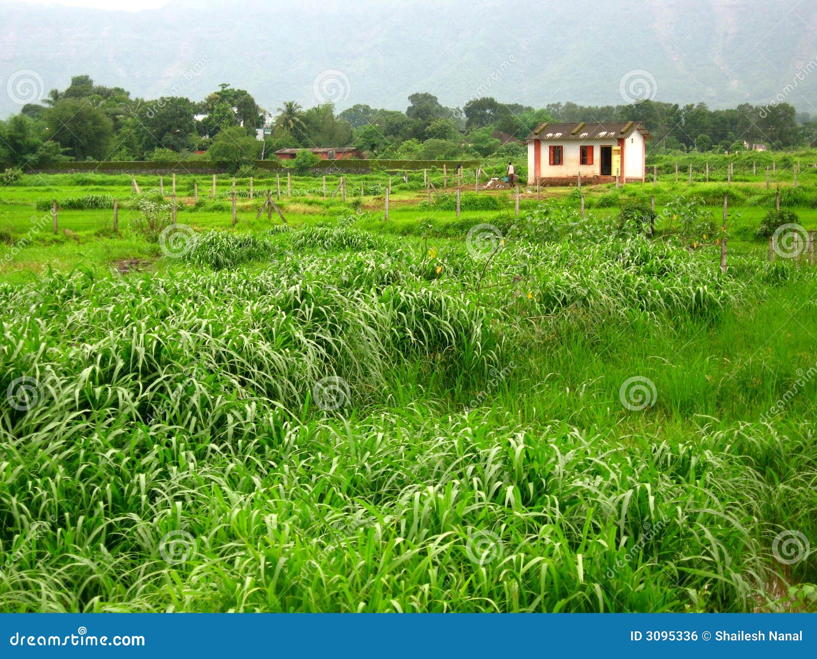 Farm building in field stock photo. Image of lush, grassy - 3095336