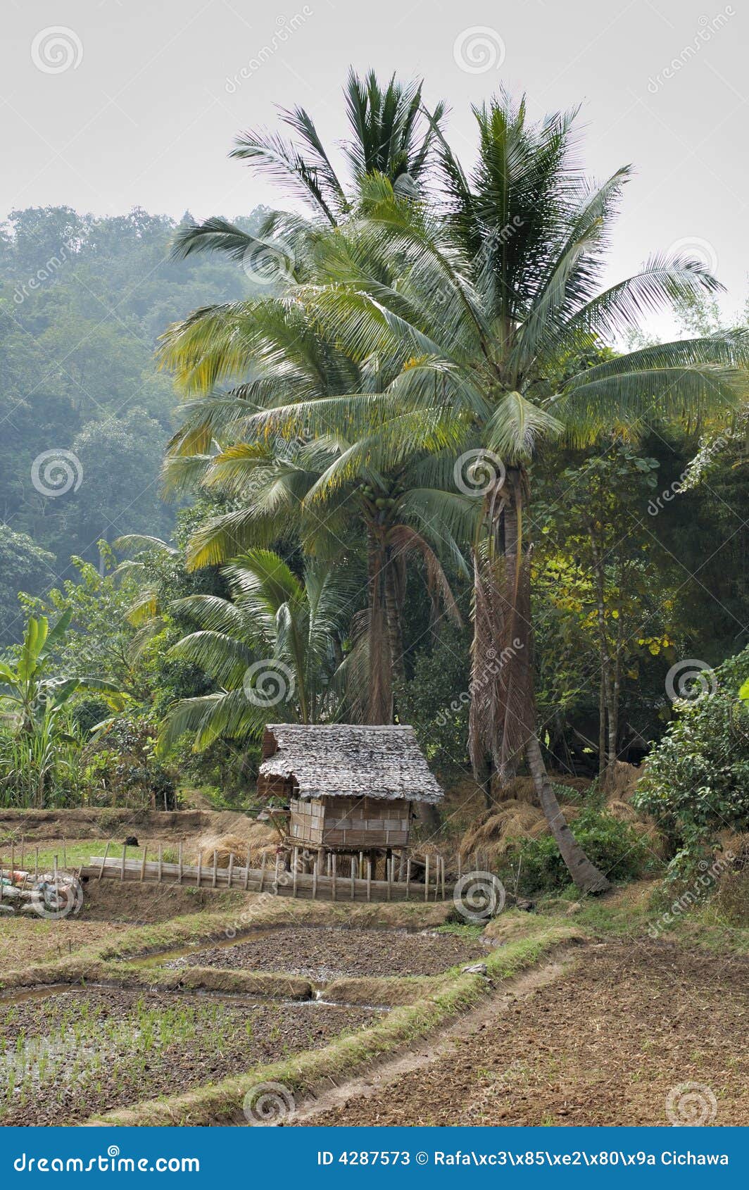 Farm building, Thailand stock image. Image of cultivation - 4287573