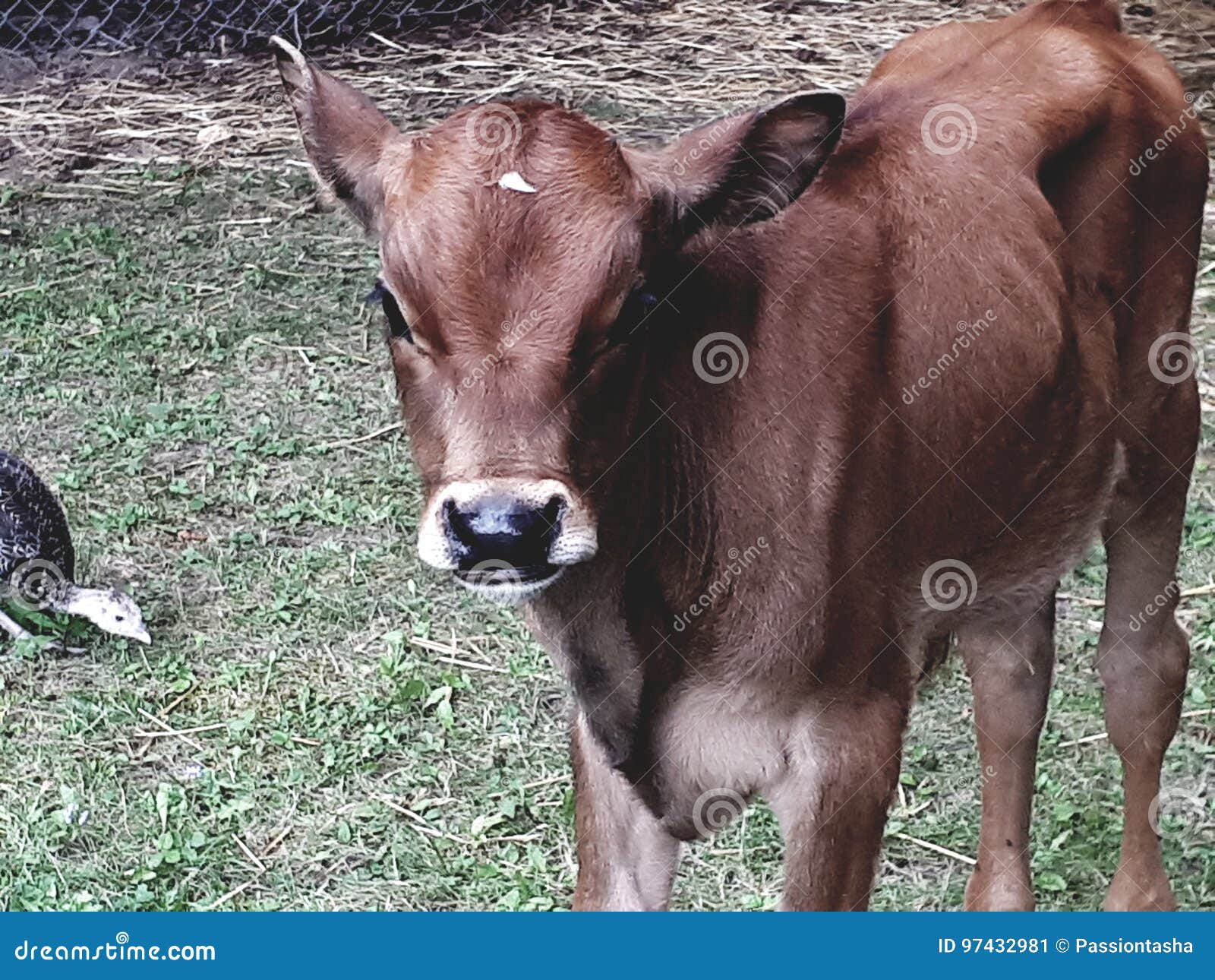 Farm bull stock image. Image of bulls, friends, farm - 97432981