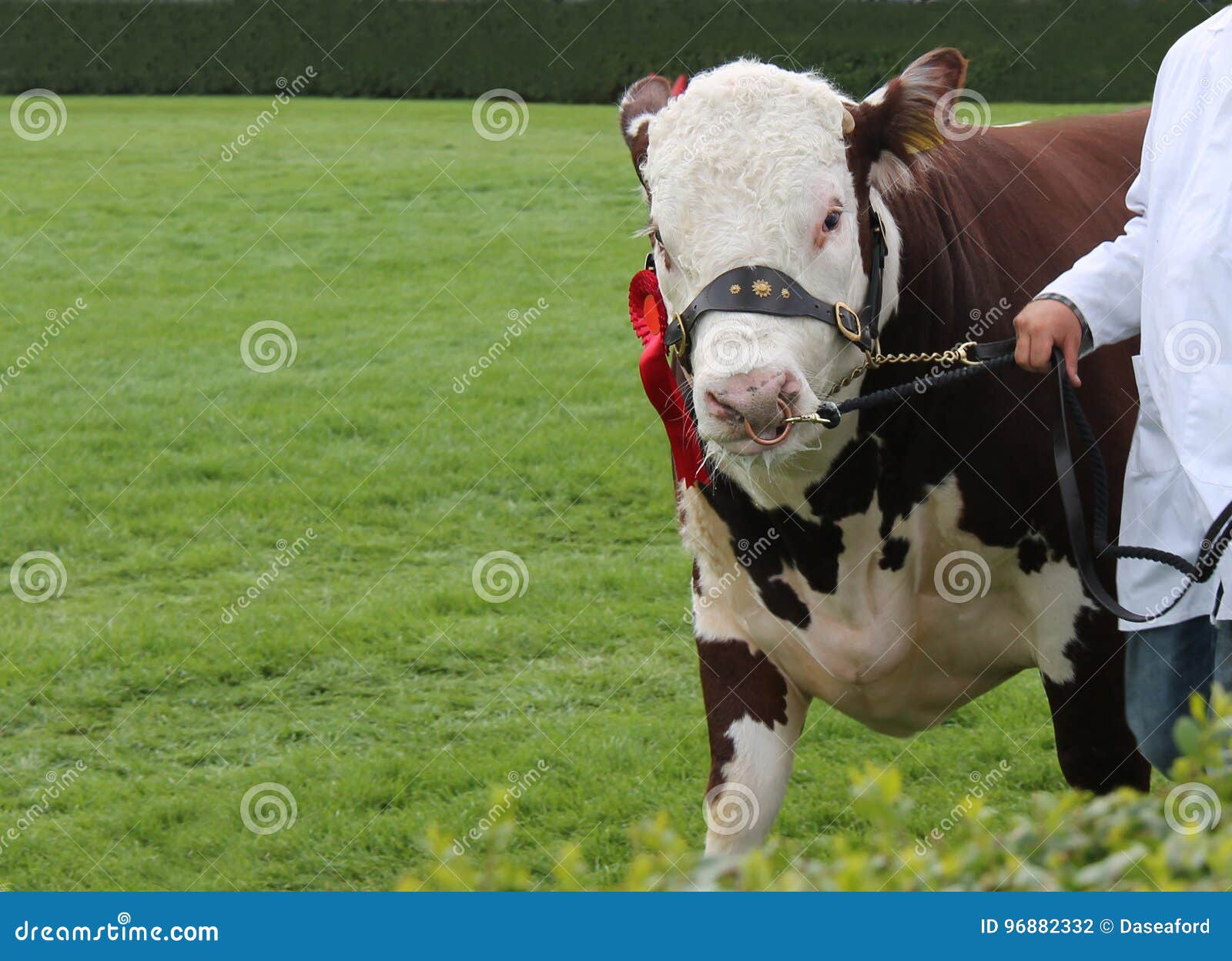 Farm Bull Animal. stock photo. Image of farming, rural - 96882332