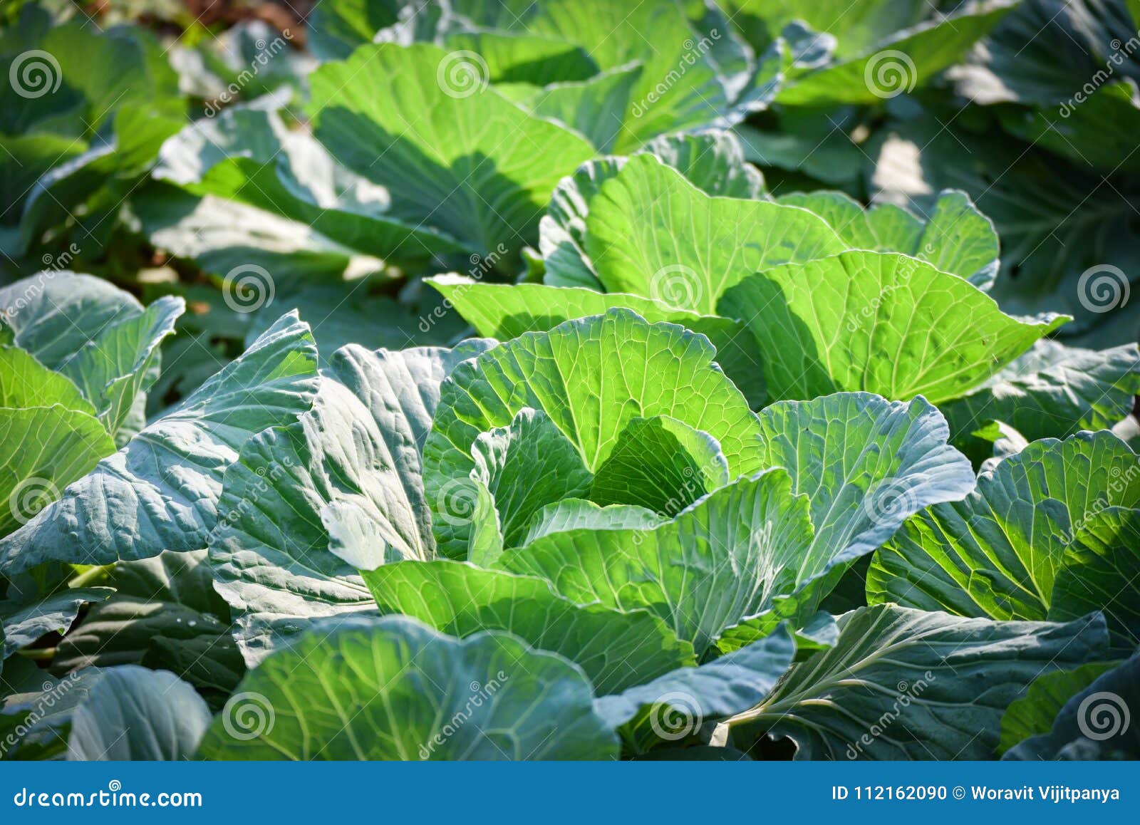 Farm Cabbage cultivation stock photo. Image of cultivated - 112162090