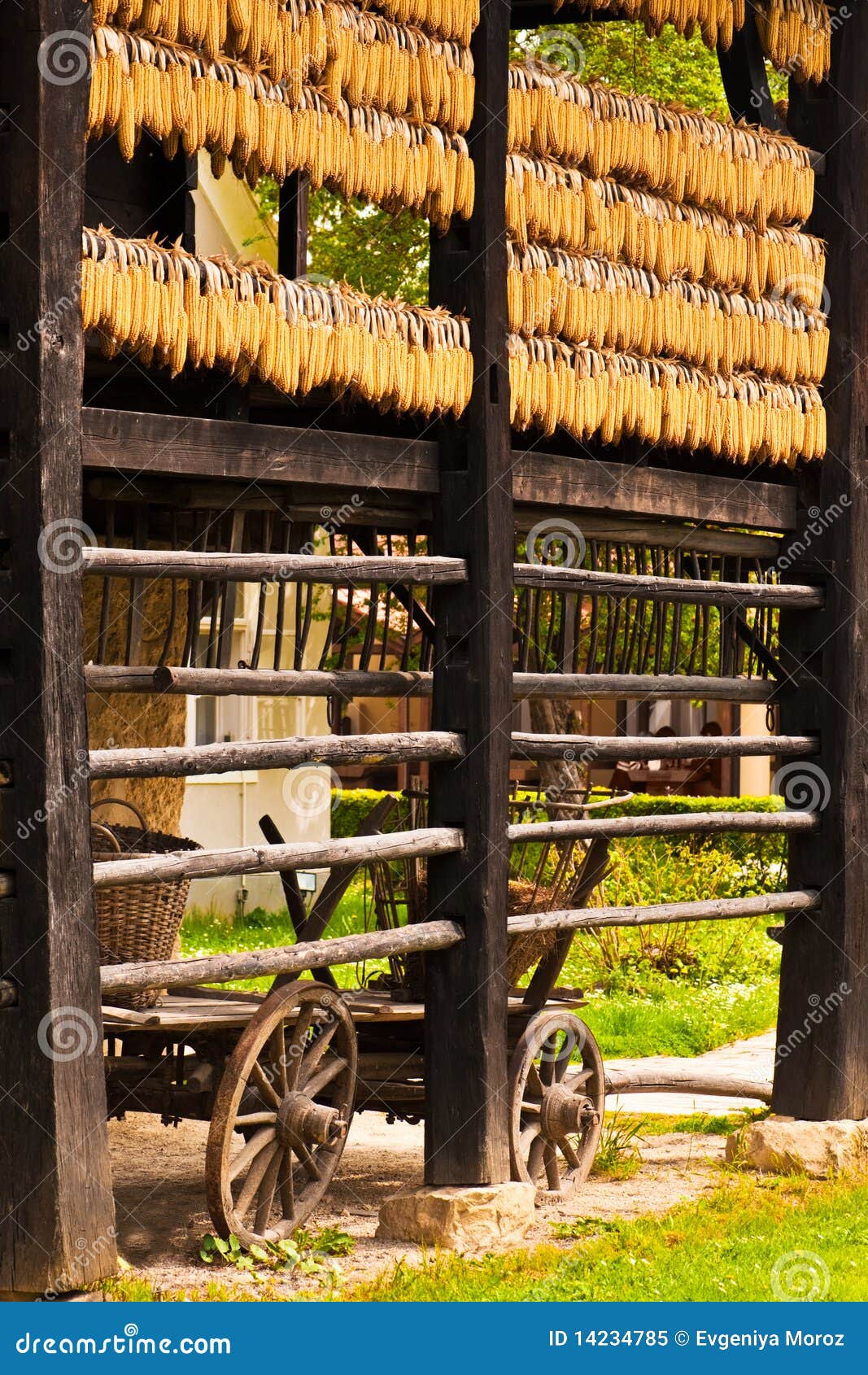 Farm cart and rows of corn stock image. Image of color - 14234785