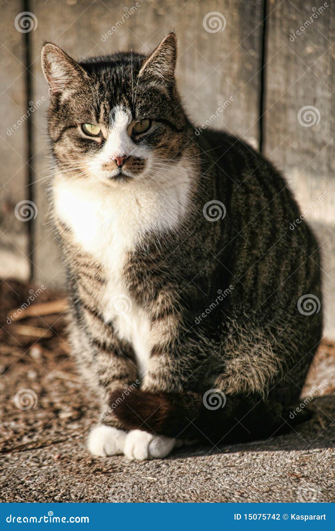 Farm cat stock photo. Image of farm, vertical, cute, wooden - 15075742