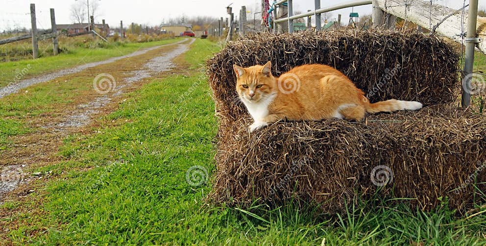Farm Cat stock image. Image of straw, pasture, ginger - 16778527