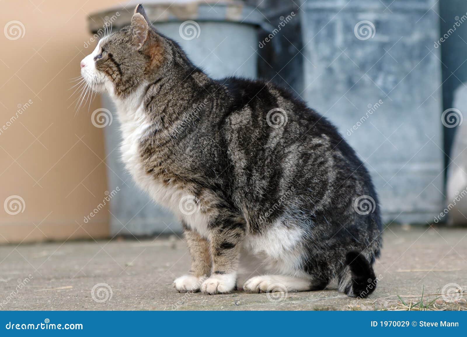 Farm Cat stock image. Image of kitty, kitten, animals - 1970029