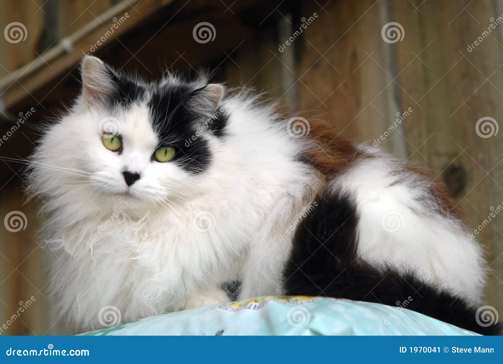 Farm Cat stock image. Image of cats, barn, animal, feral - 1970041