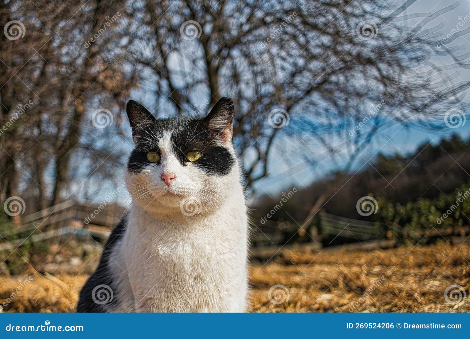 Large farm cat stock photo. Image of large, domestic - 269524206