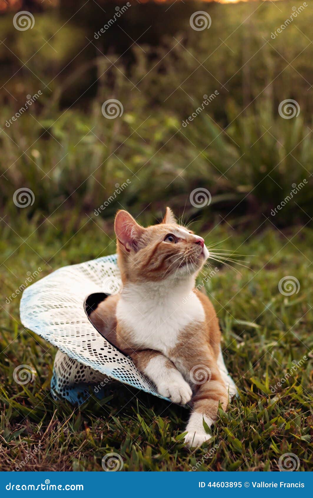Farm cat in a hat stock image. Image of cowboy, happy - 44603895
