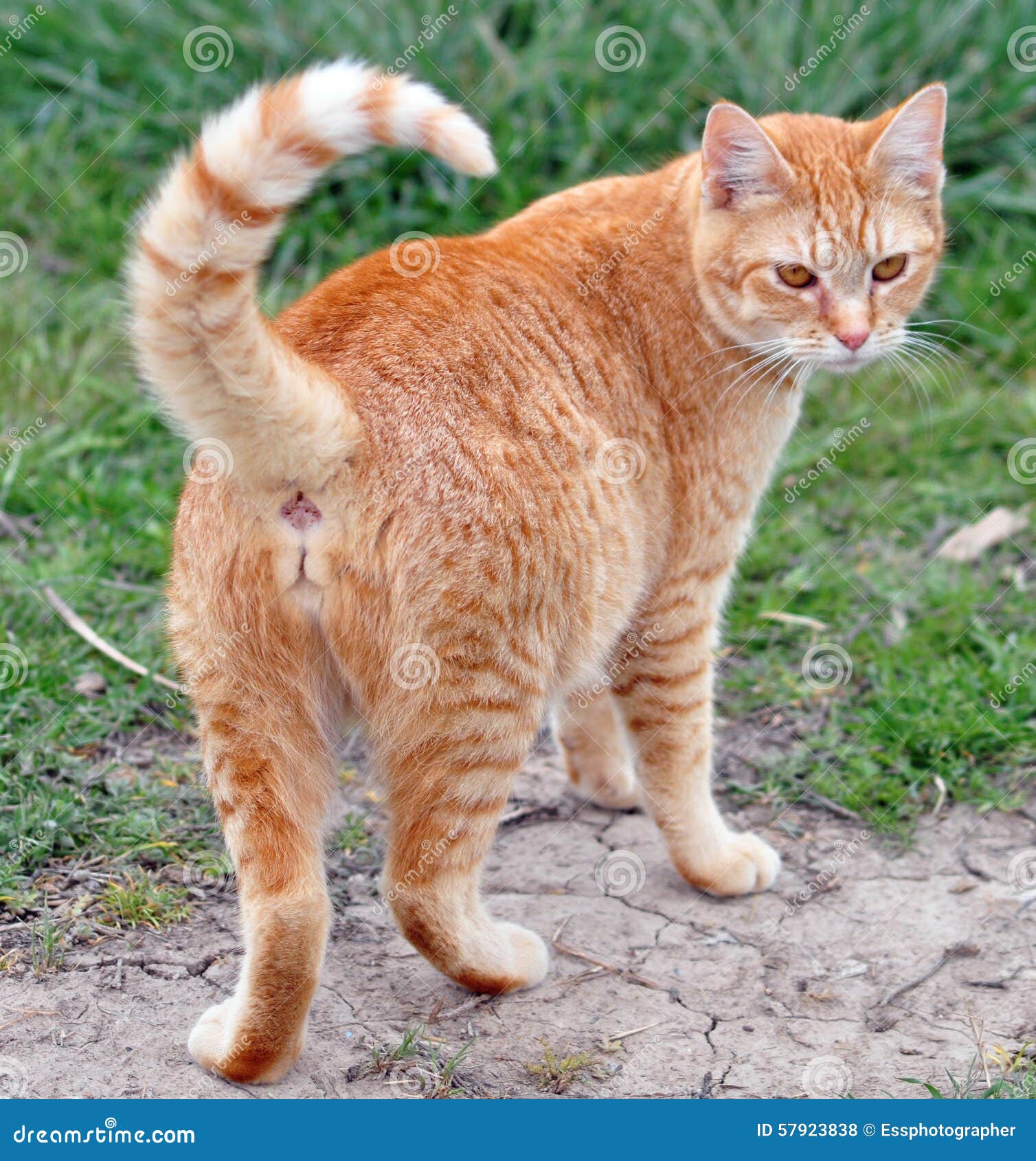 Farm Cat stock photo. Image of hunting, feline, mammals - 57923838