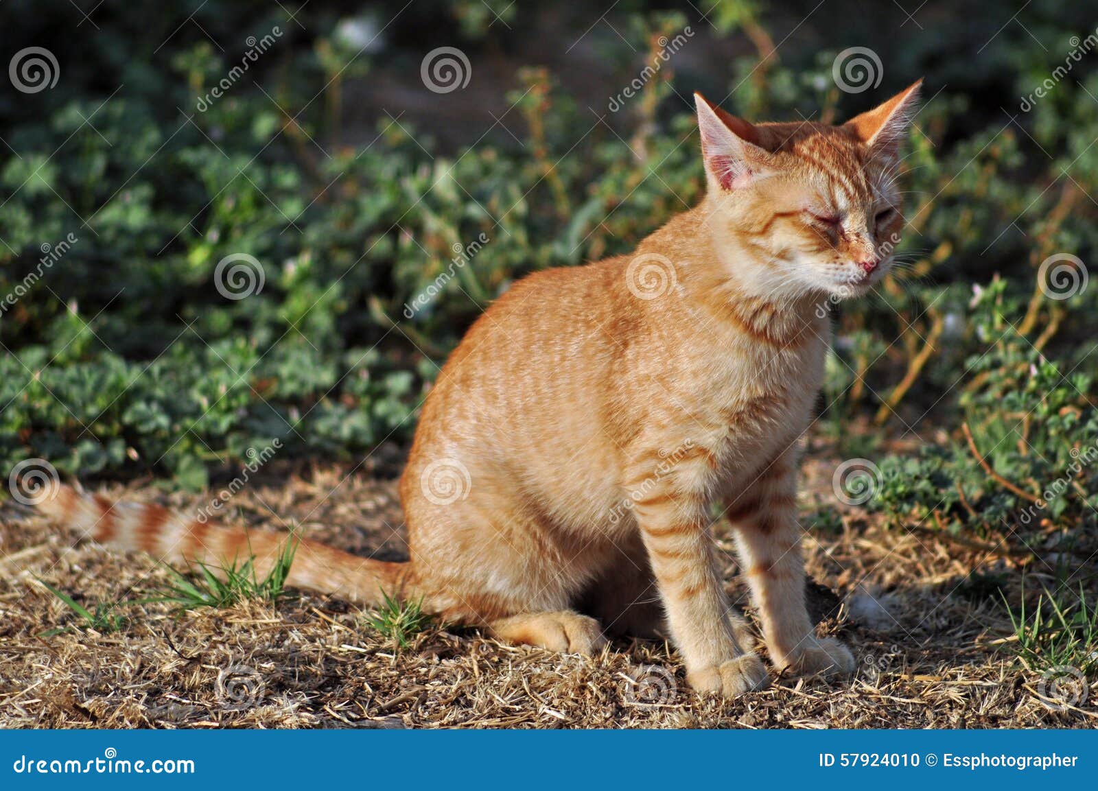 Farm Cat stock photo. Image of hunting, kitty, kitten - 57924010