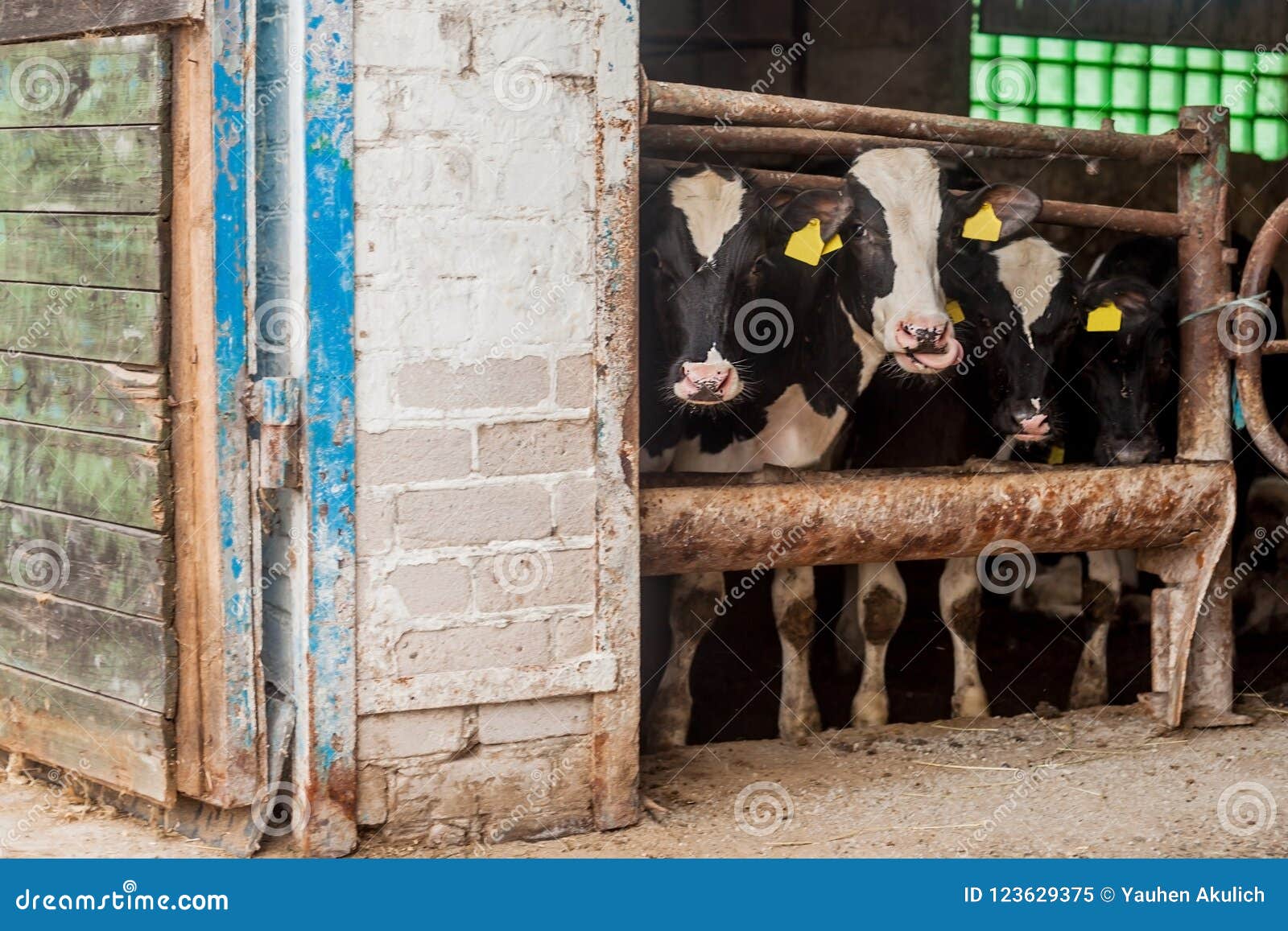 Farm for cattle breeding stock image. Image of holstein - 123629375