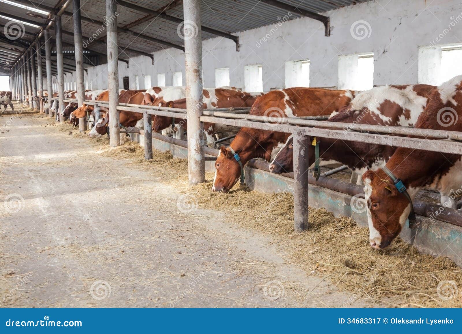 Farm for Cattle Inside during Stock Image - Image of livestock, farms ...