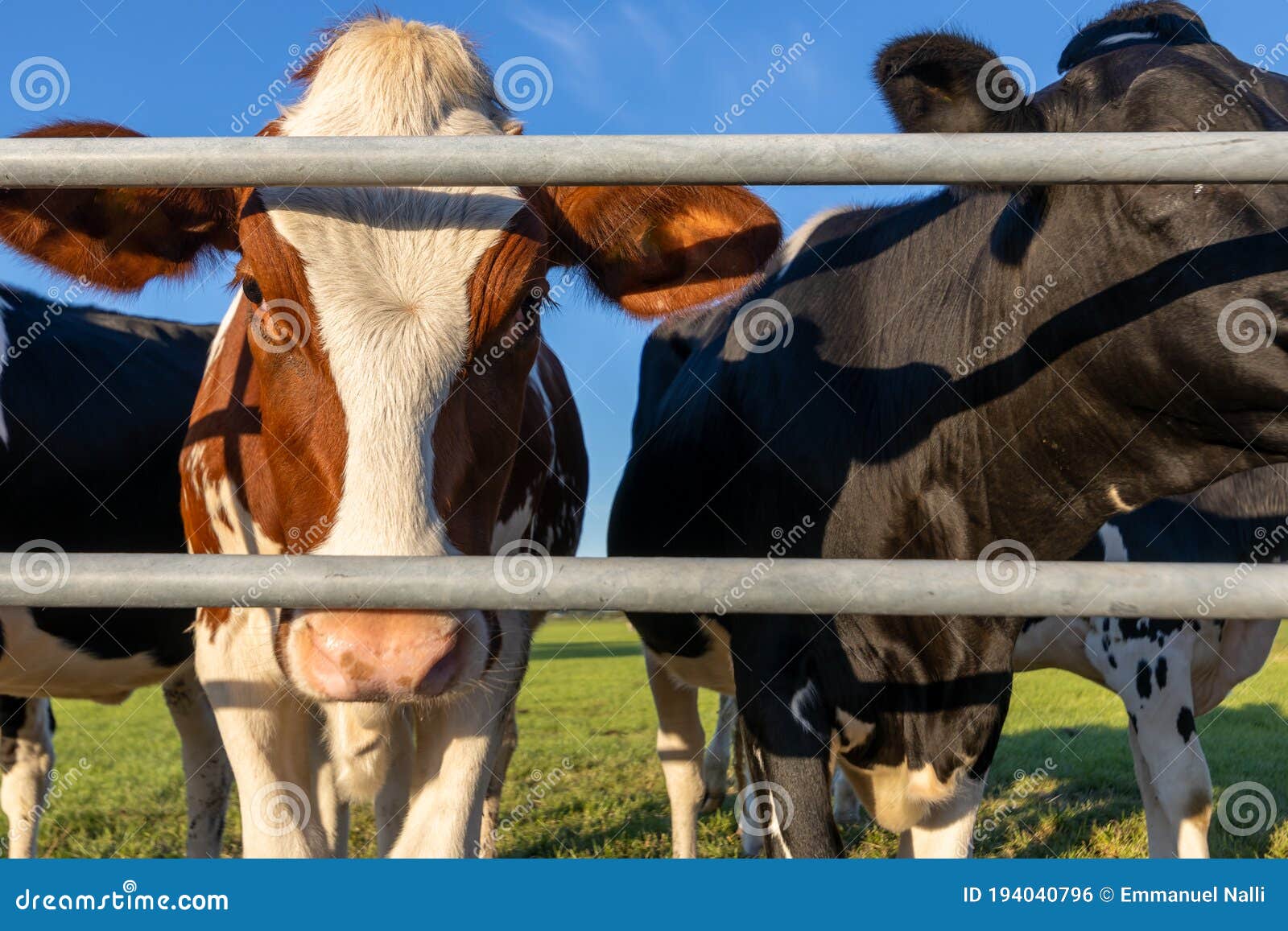 Farm Cattle in the Ranch Farm Animals from Europe Stock Photo - Image ...