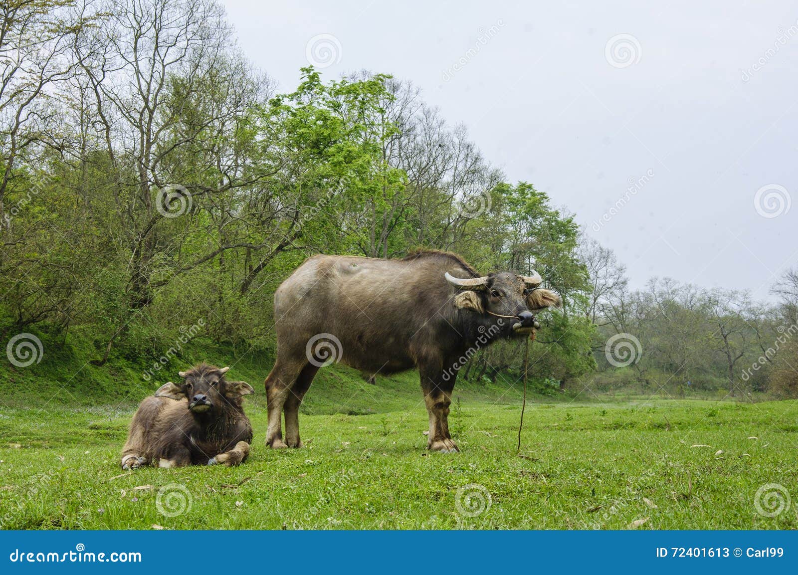 The farm cattle in spring stock image. Image of cows - 72401613
