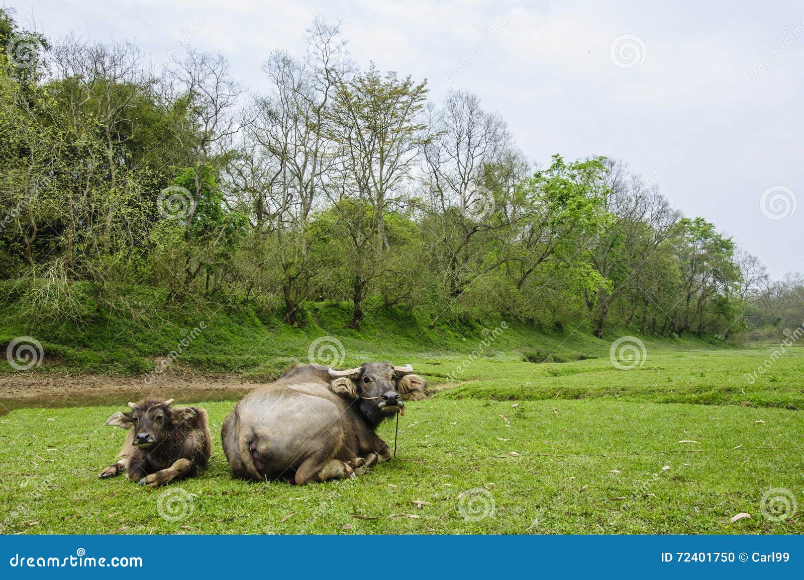 The farm cattle in spring stock photo. Image of agricultural - 72401750