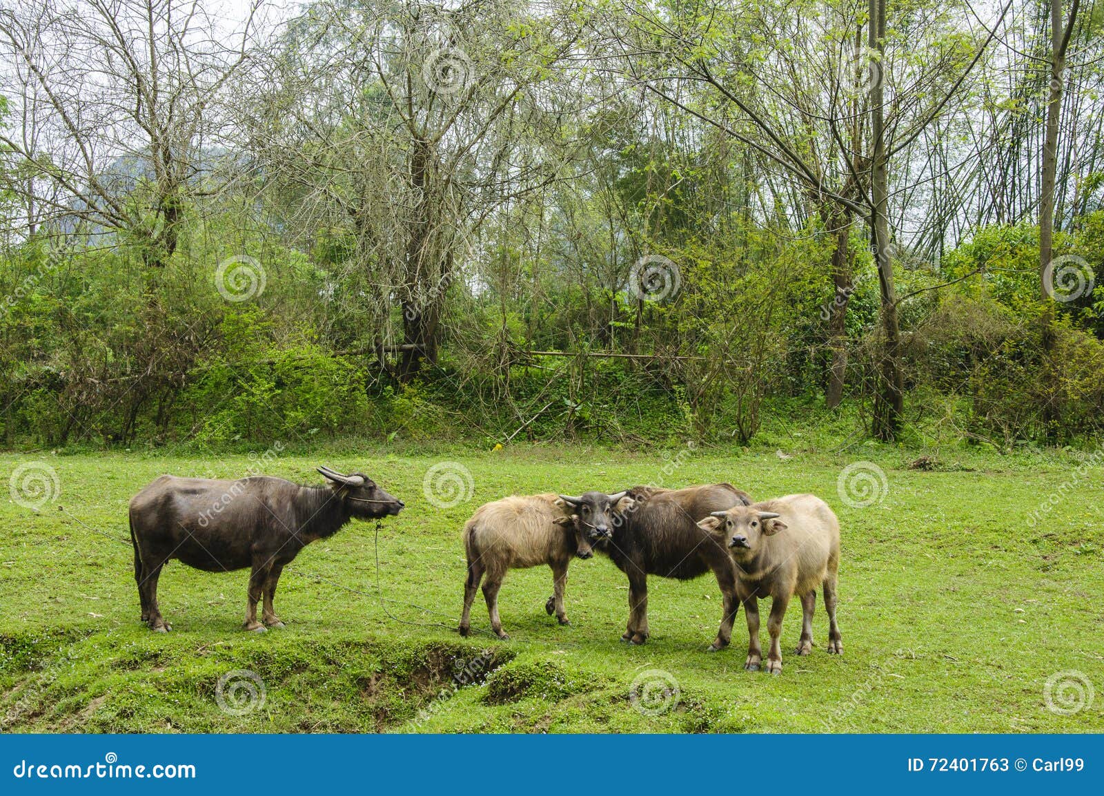 The farm cattle in spring stock image. Image of grazing - 72401763