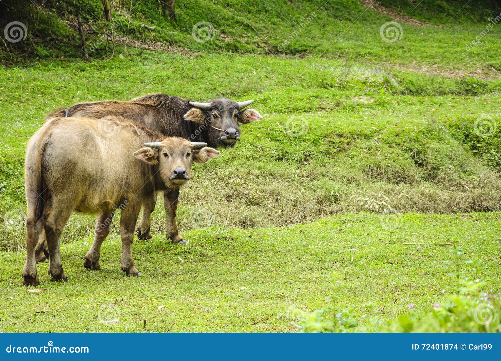 The farm cattle in spring stock photo. Image of pasture - 72401874