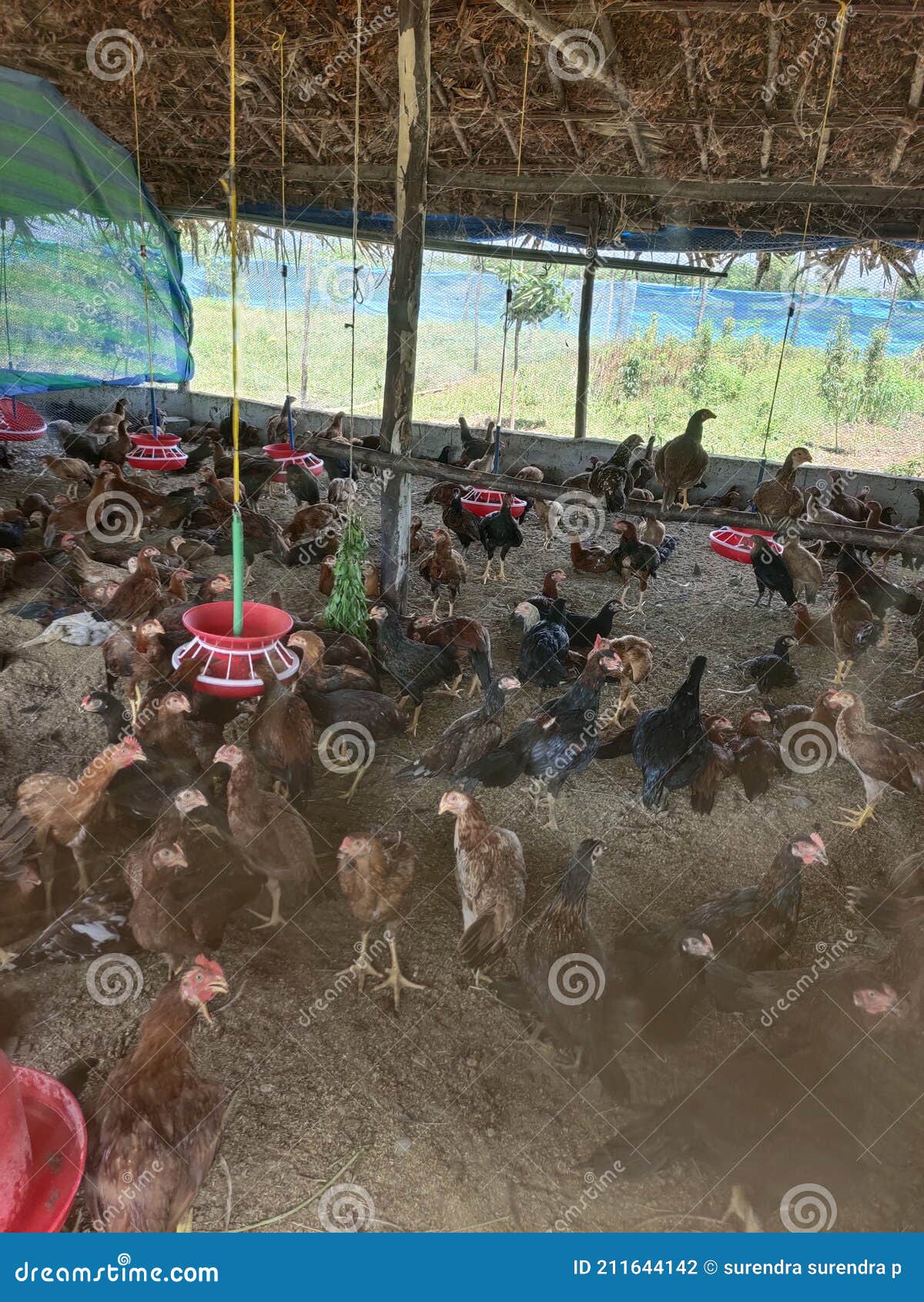 Farm chick natural bird stock photo. Image of natural - 211644142