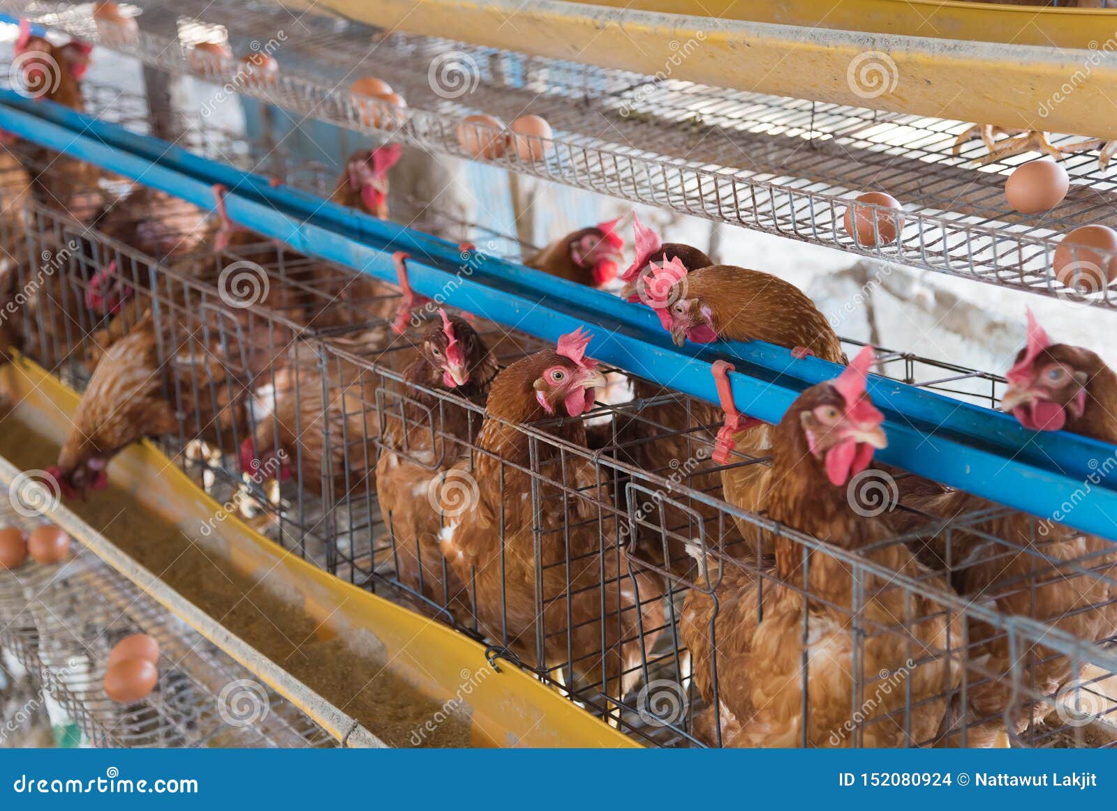 Farm Chicken in a Barn, Hens in Cages Industrial Farm Stock Photo ...
