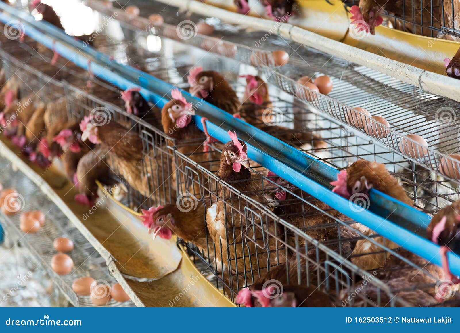 Farm Chicken in a Barn, Hens in Cages Industrial Farm Stock Photo ...