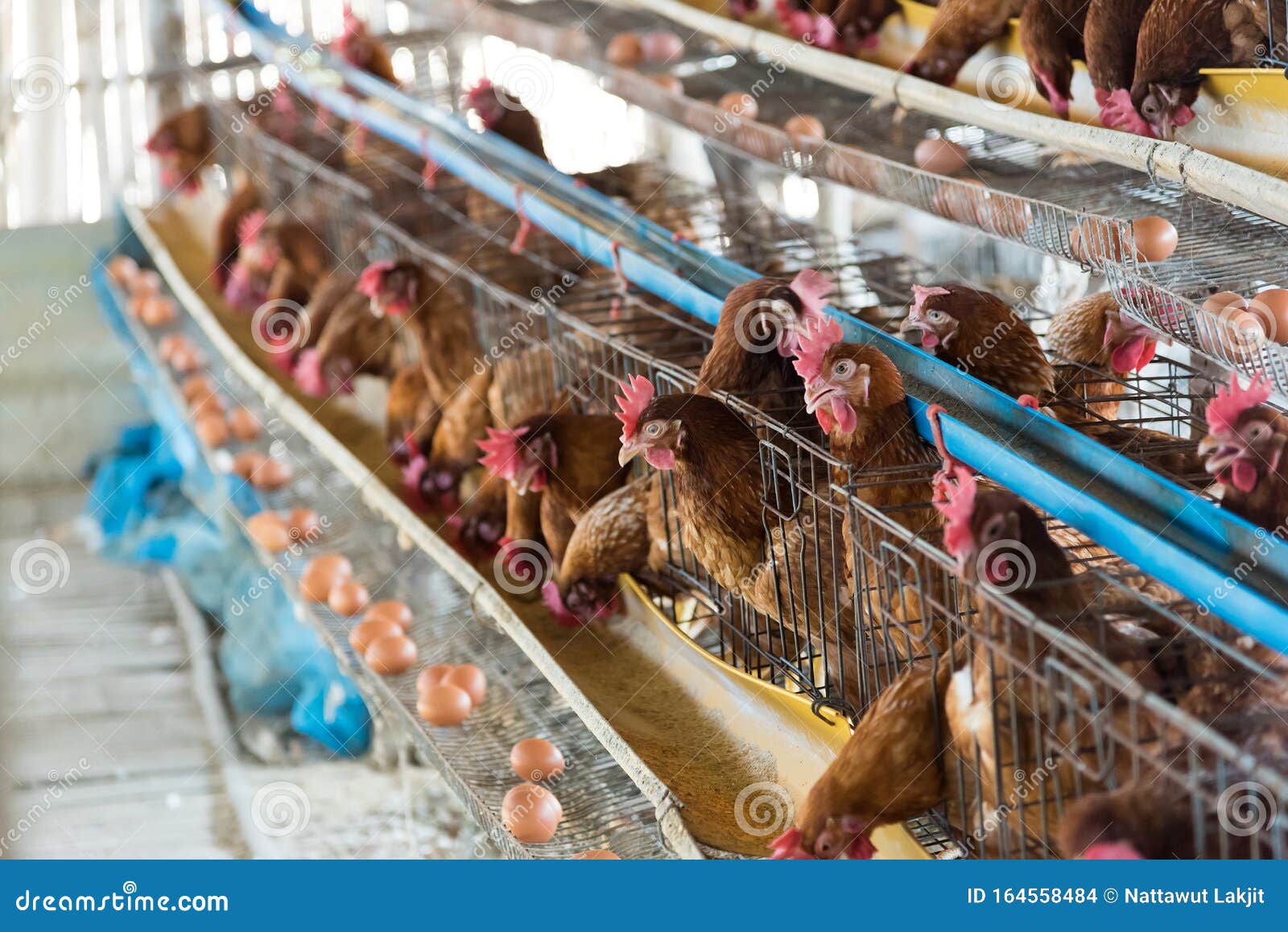 Farm Chicken in a Barn, Hens in Cages Industrial Farm Stock Photo ...