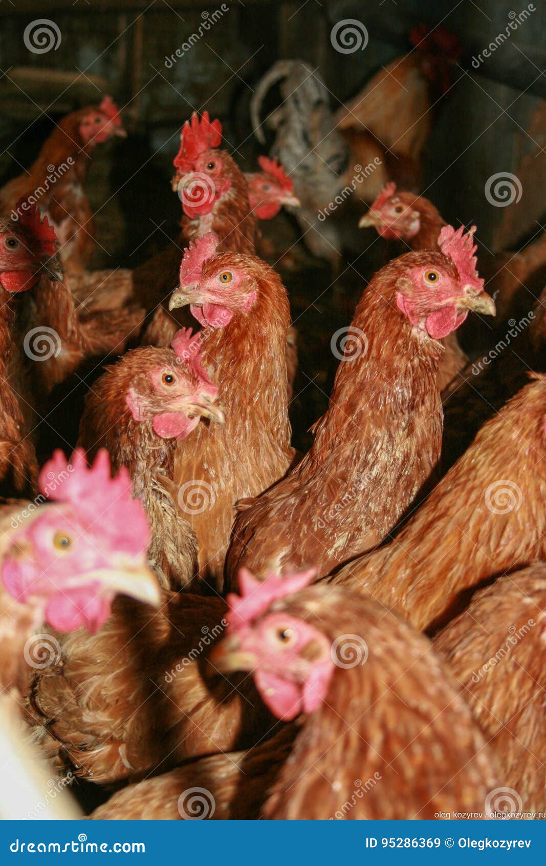 Farm Chicken at Rustic House Stock Image - Image of pets, brown: 95286369