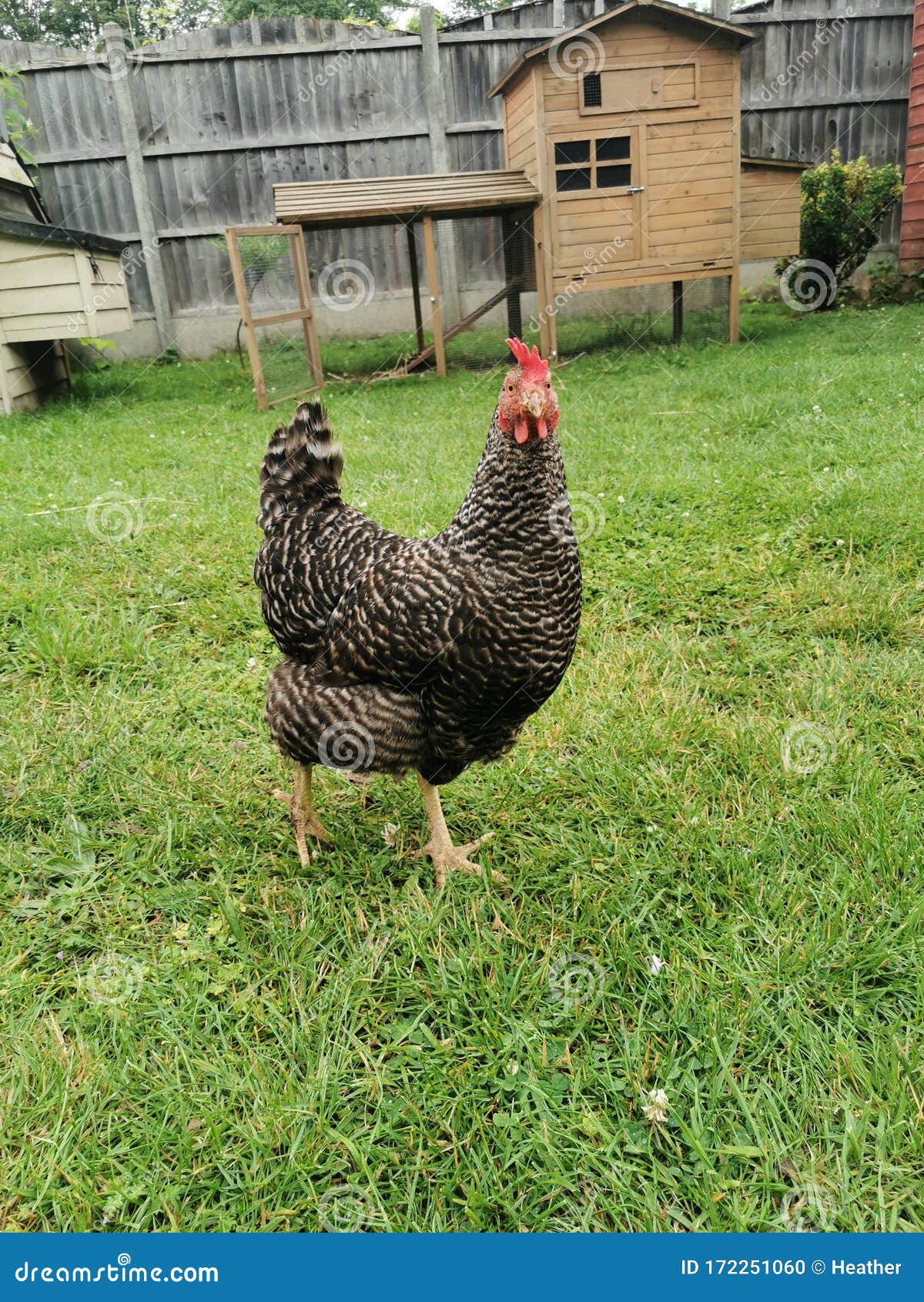 Farm chicken stock photo. Image of farm, chicken, looking - 172251060