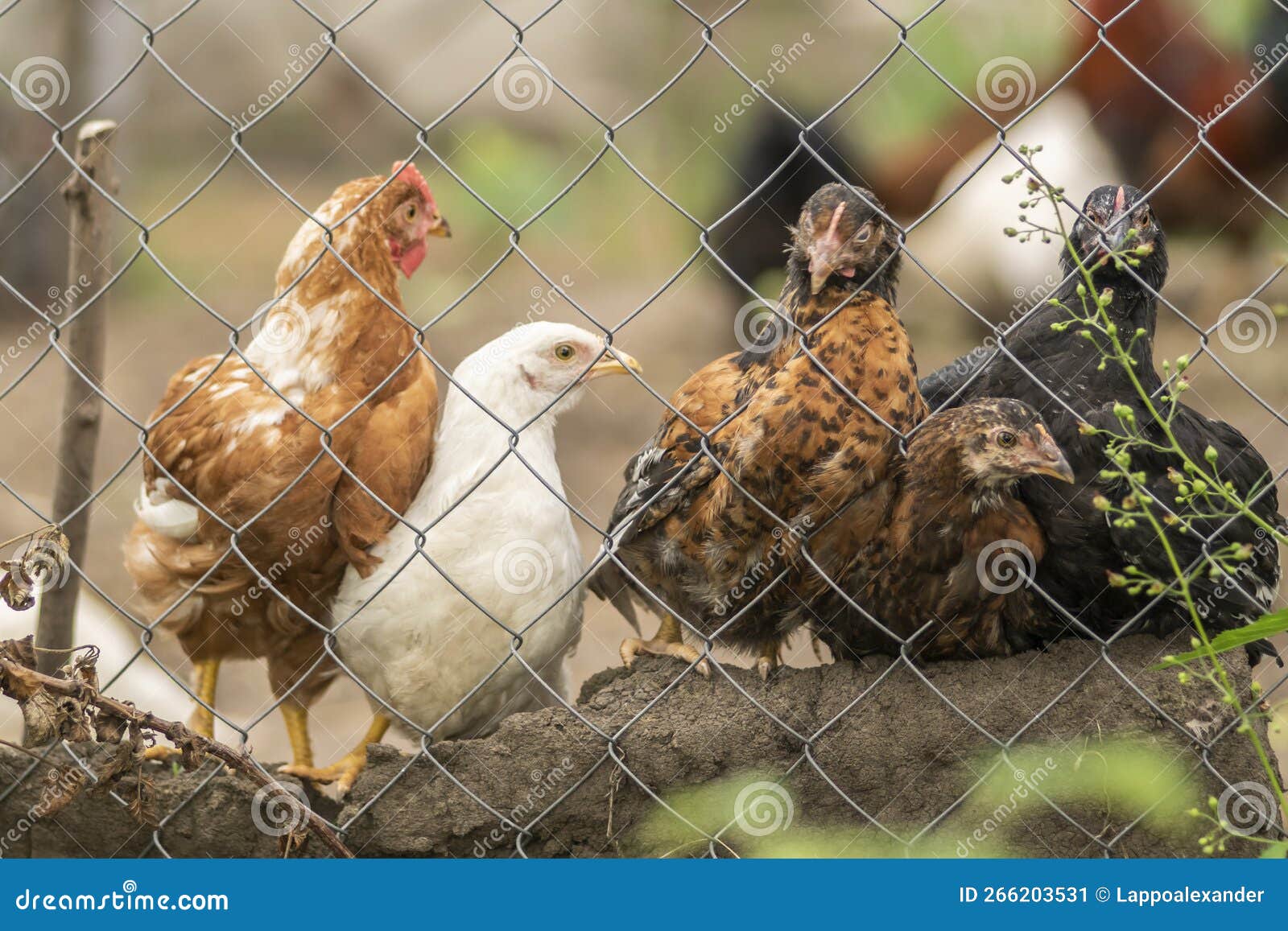 Farm Chickens Behind a Mesh Fence Stock Image - Image of poultry ...