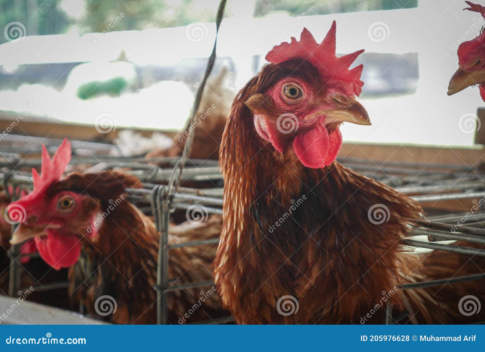 Farm chickens lay eggs stock photo. Image of peafowl - 205976628