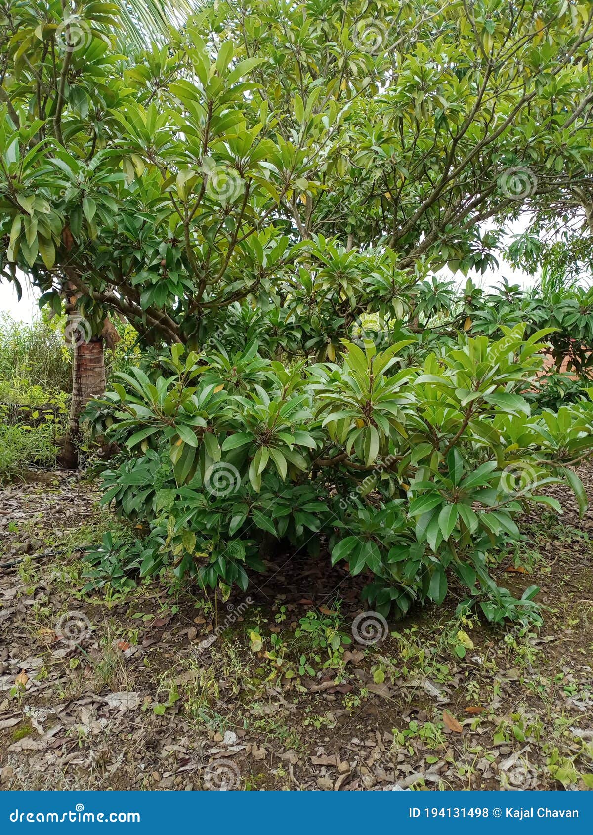 Farm of chiku tree image stock photo. Image of based - 194131498