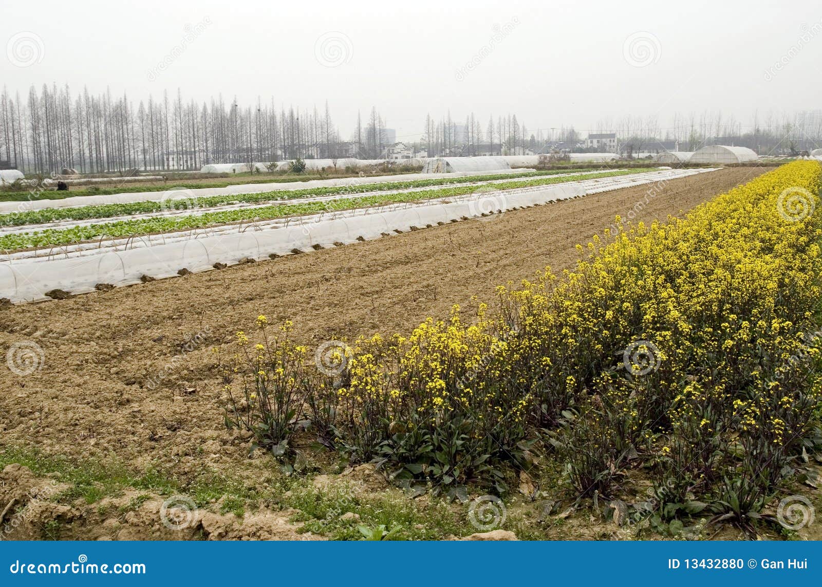 Farm in China stock photo. Image of yellow, flowers, vegetable - 13432880