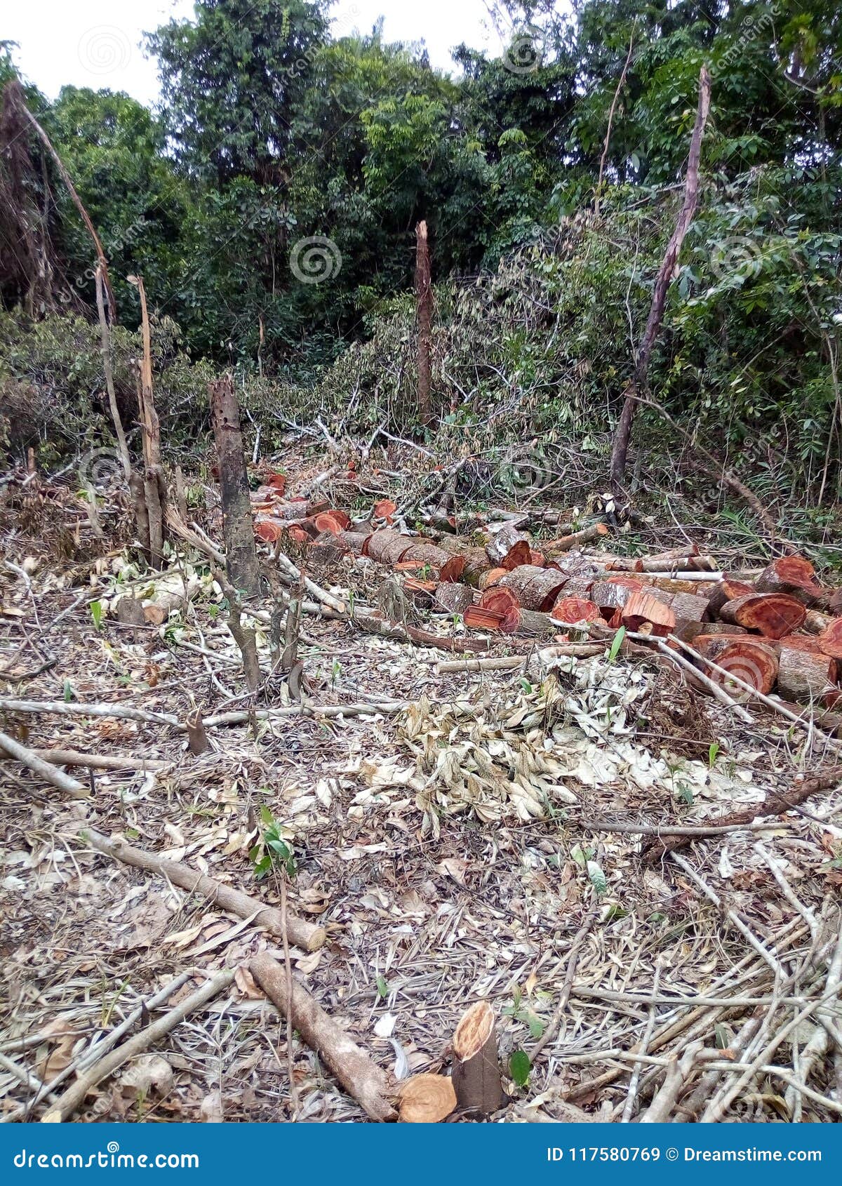Farm cleaning stock image. Image of tress, farm, cleaning - 117580769